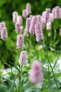 Vaste planten voor in de zon - Perennial Power
