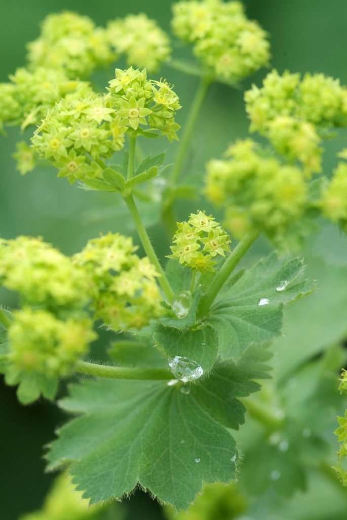 Zoek jouw vaste plant - Perennial Power