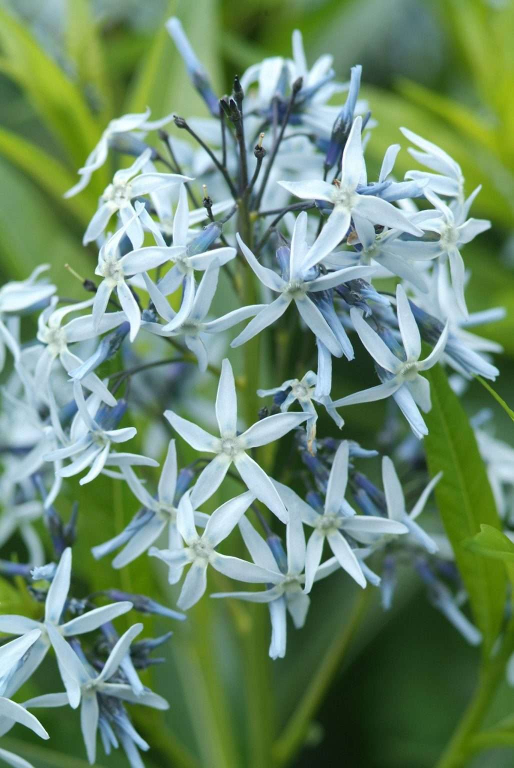 Zoek jouw vaste plant - Perennial Power