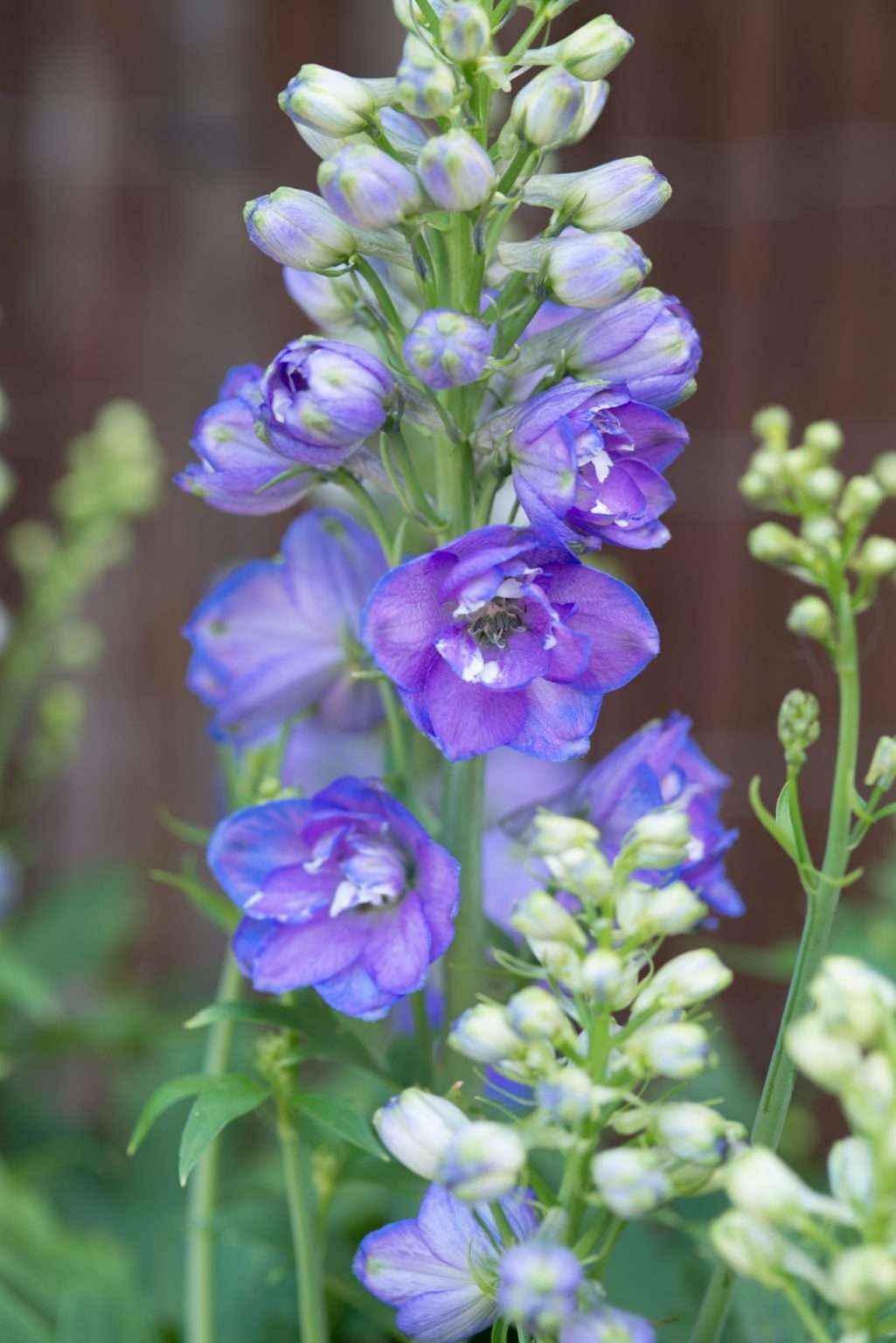 Zoek jouw vaste plant - Perennial Power