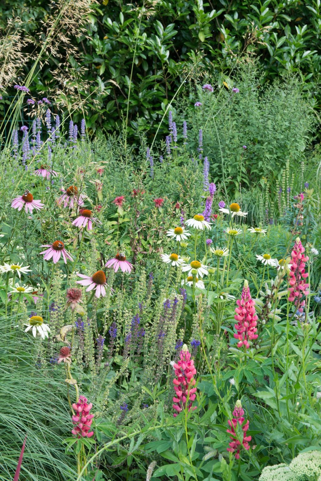 Vaste planten: een musthave voor je tuin! - Perennial Power